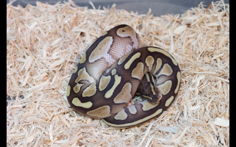 SE England - London/Liverpool 5.0 2012 Male lesser platinum Royal pythons | Reptile Forums