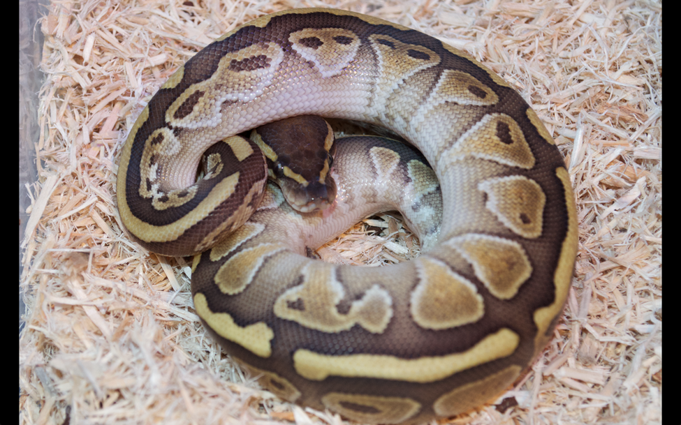 SE England - London/Liverpool 5.0 2012 Male lesser platinum Royal pythons | Reptile Forums