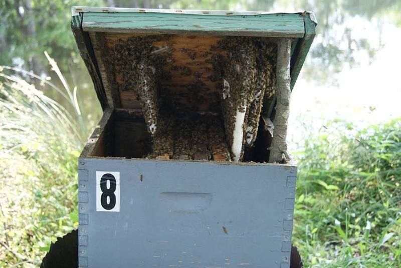 Swarm commander: Does It Really Work? | Page 13 | Beesource Beekeeping Forums