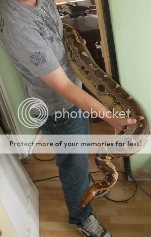 blood pythons sumatra (sp) - Reptile Forums