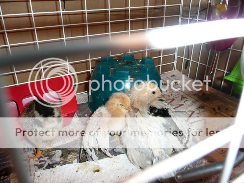 Chick Impacted/Constipated/Pasty? help!! | BackYard Chickens - Learn ...