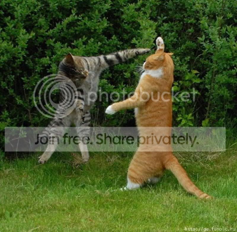 Post your bad ass (or no so bad ass) cats pic > General Discussion ...