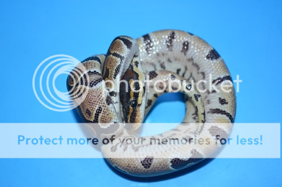 SE England - 1.0 pastel, 1.0 Spider, 0.2 Normal Royal Pythons (New Pics ...