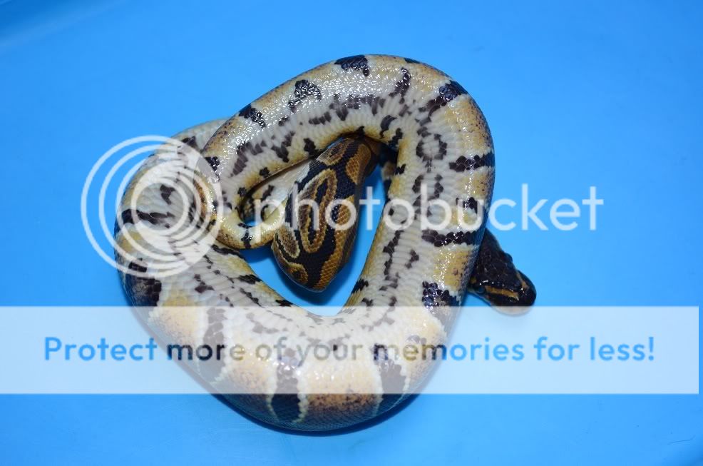 SE England - 1.0 pastel, 1.0 Spider, 0.2 Normal Royal Pythons (New Pics ...
