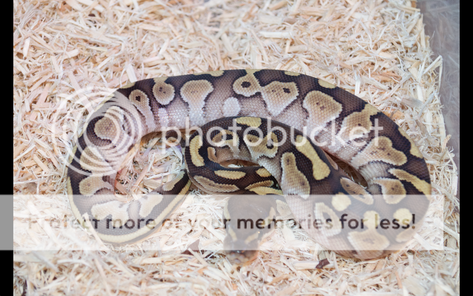 SE England - London/Liverpool 5.0 2012 Male lesser platinum Royal ...