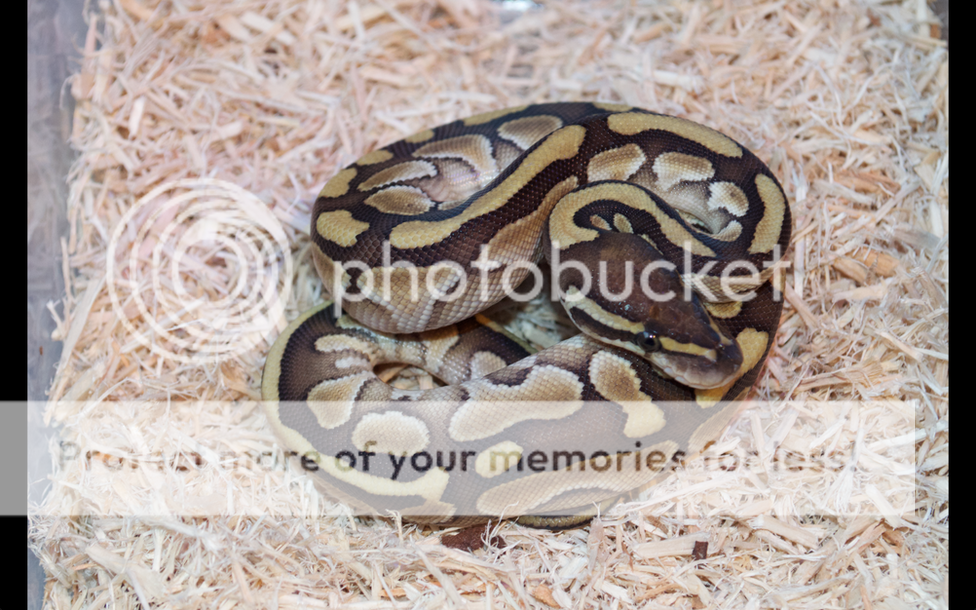 SE England - London/Liverpool 5.0 2012 Male lesser platinum Royal ...