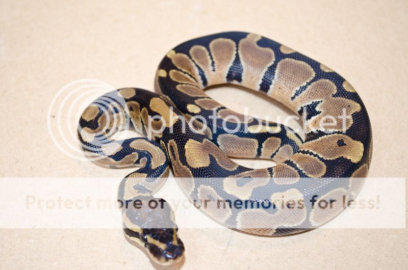 SE England - CB 2012 Royal Pythons - Normals, Lessers, Enchi, pastel ...