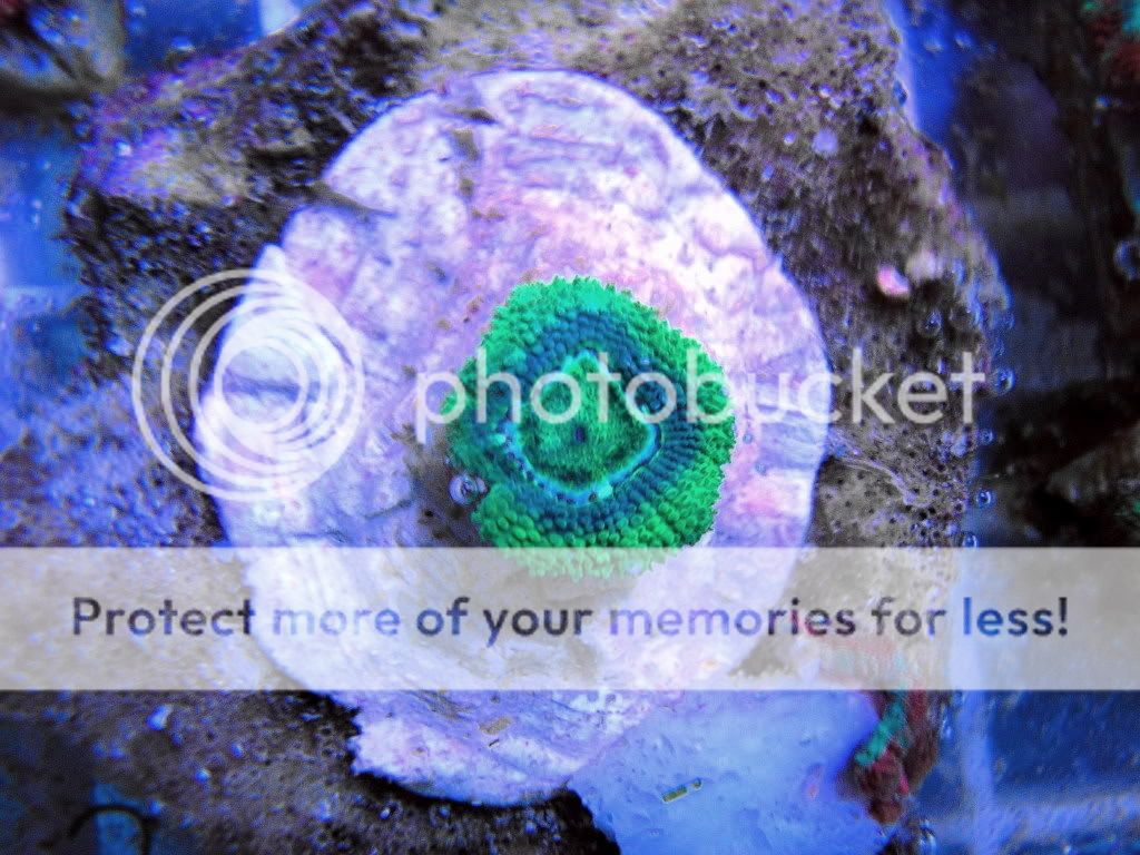 Micro/Lord Groth rate | Reef2Reef