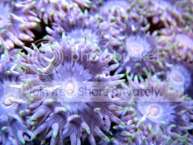 Duncan colors? | Reef2Reef