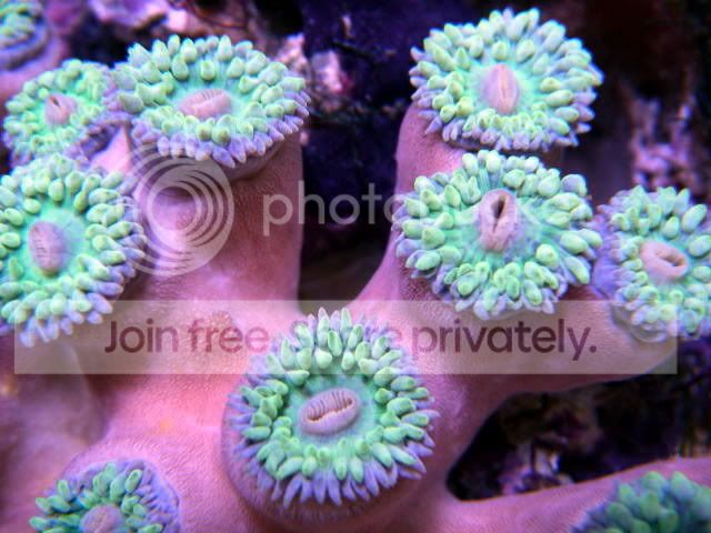 Duncan colors? | Reef2Reef