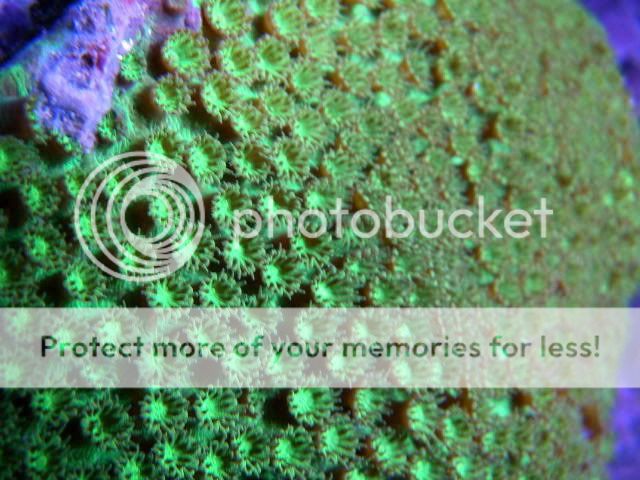 Cyphastrea | Reef2Reef