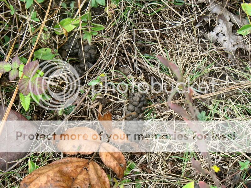 PPP Pretty Poo Picture | Archery Talk Forum