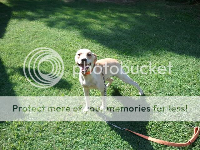 UKC Forums - Canadian Cur Pics