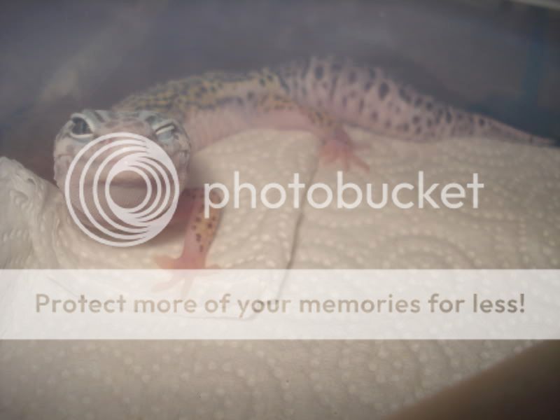 Winking Leopard Gecko | Reptile Forums