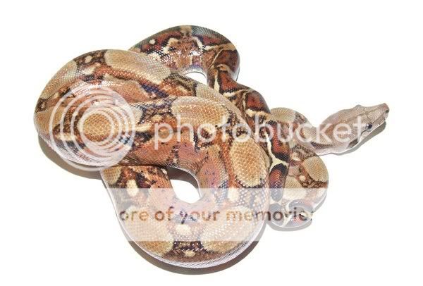 bill af min anden hobby-slanger!! - Opslag, billeder og video - Heste ...