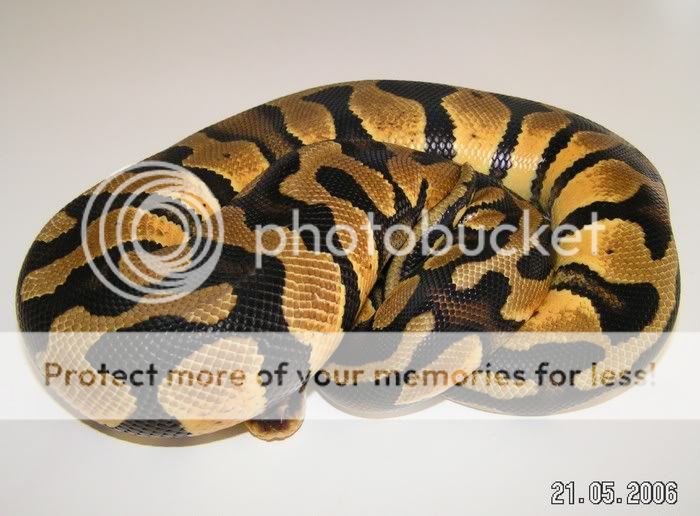 bill af min anden hobby-slanger!! - Opslag, billeder og video - Heste ...