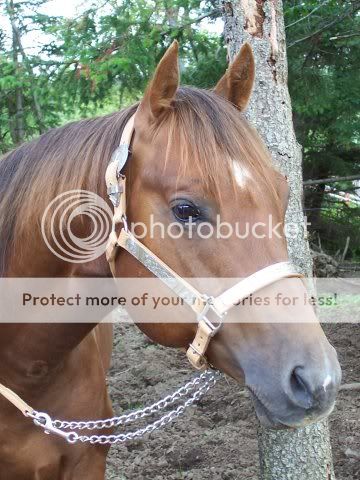 Timberline Appaloosas - Skips Ole Poco Pine