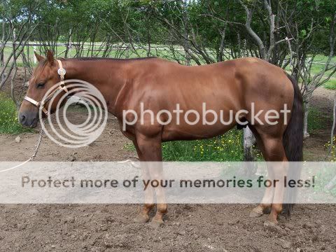 Timberline Appaloosas - Skips Ole Poco Pine